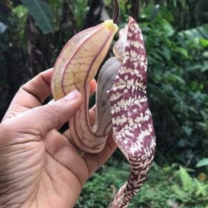 Duck Flower Health Benefits + Side Effects ⋆ The Health Exchange