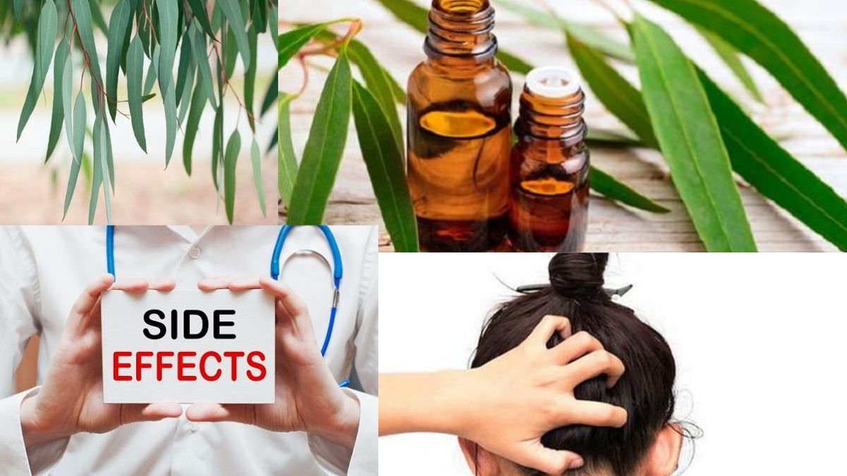 12 Benefits of Eucalyptus Oil For Hair And Skin ⋆ The Health Exchange
