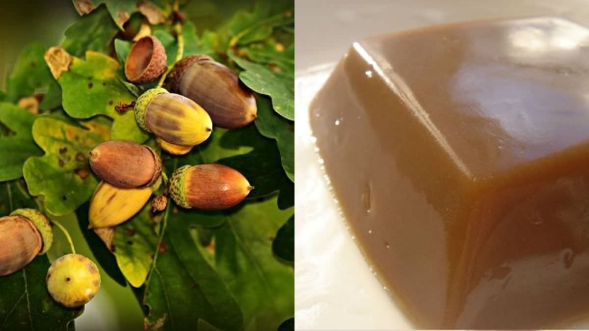 Acorn Jelly Health Benefits | What are the Benefits of Acorn Jelly ⋆ ...