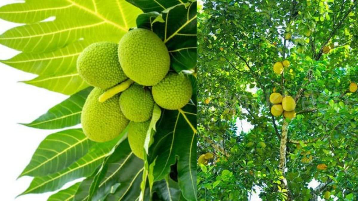 Health Benefits of Breadfruit | Why Eat Breadfruit ⋆ The Health Exchange Health Benefits of Breadfruit | Why Eat Breadfruit ⋆ The Health Exchange