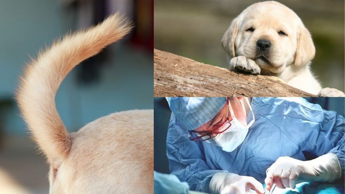 Perianal Fistula in Dogs | Perianal Fistula Causes ⋆ The Health Exchange