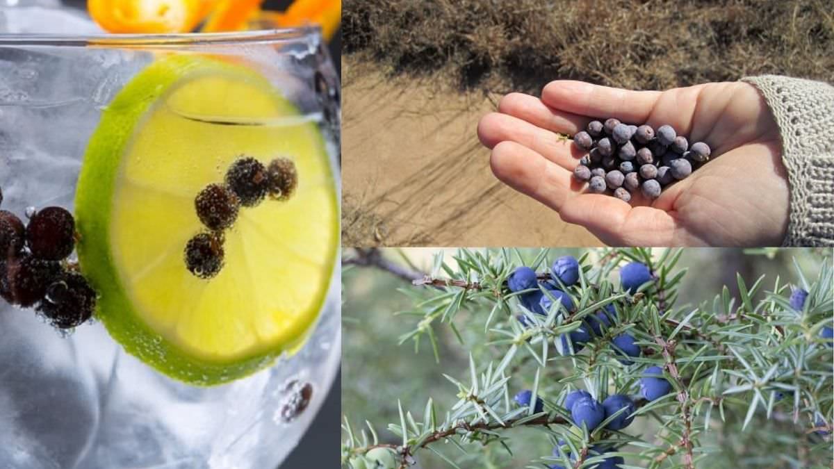 What do Juniper Berries Taste Like? ⋆ The Health Exchange