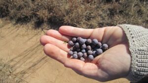 What do Juniper Berries Taste Like? ⋆ The Health Exchange
