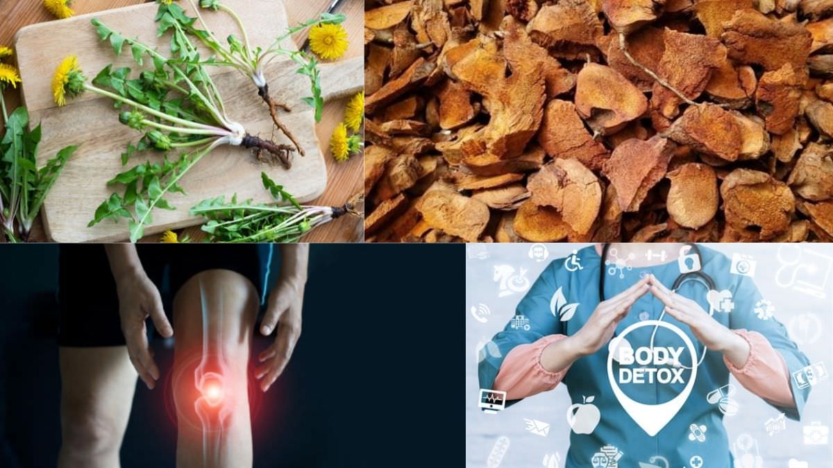 7 Amazing Chaney Root Benefits: Improve Your Well-Being ⋆ The Health ...