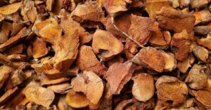 7 Amazing Chaney Root Benefits: Improve Your Well-Being ⋆ The Health ...