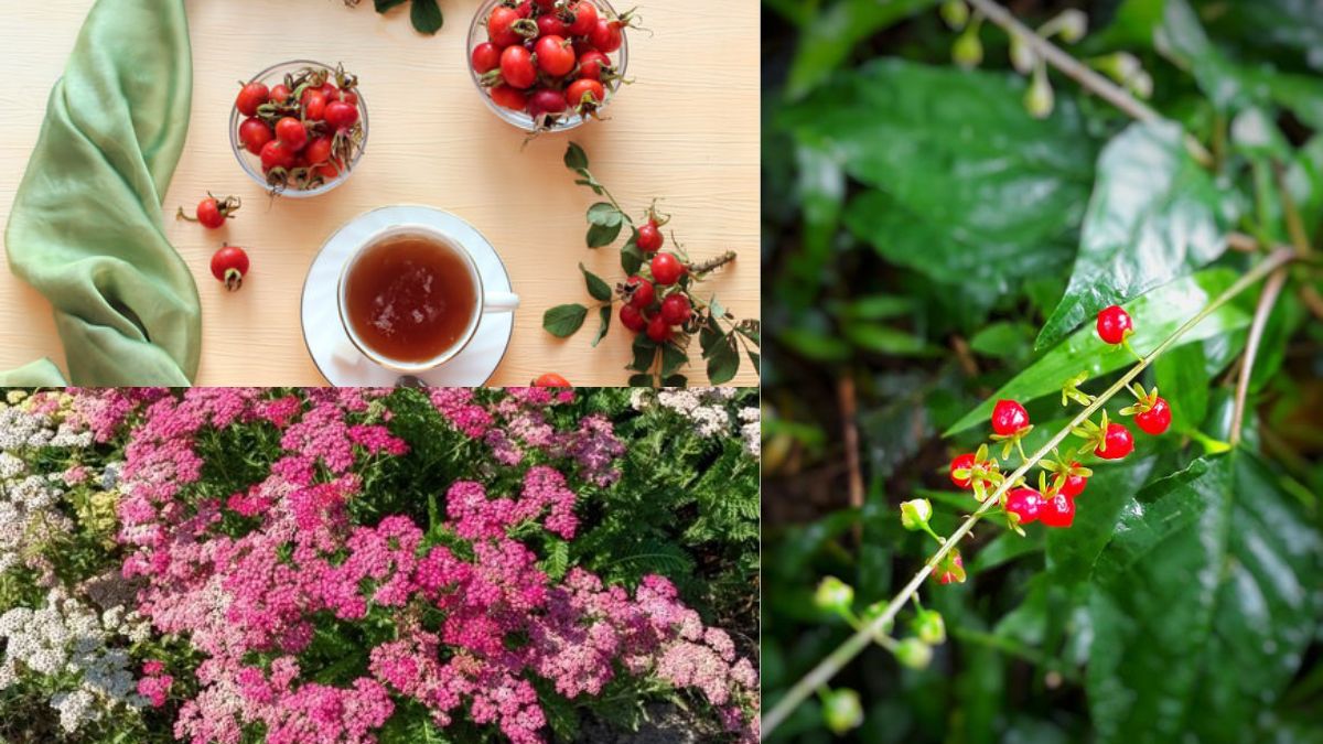 Dog Blood Herb: Everything You Need to Know About This Herb ⋆ The ...