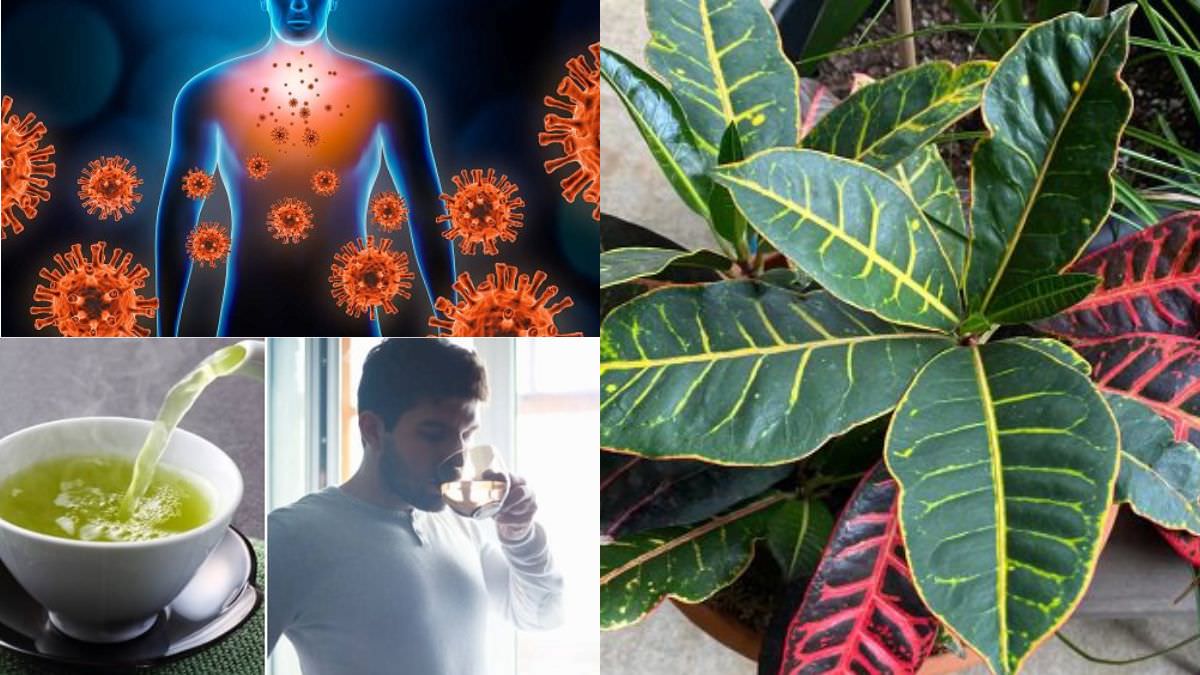 Pavana Herb: Know Its Benefits And Side Effects ⋆ The Health Exchange