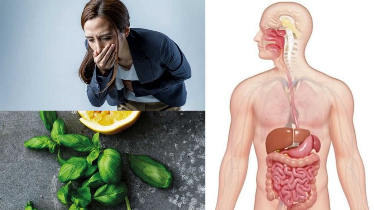 Santa Maria Herb: Everything You Need To Know ⋆ The Health Exchange