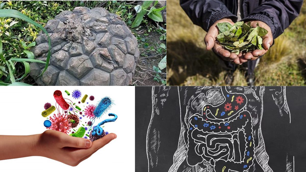 Cocolmeca: Know The Benefits And Drawbacks Of This Plant ⋆ The Health ...